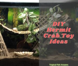 7 Creative Ideas For DIY Hermit Crab Toys - TROPICAL FISH ANSWERS