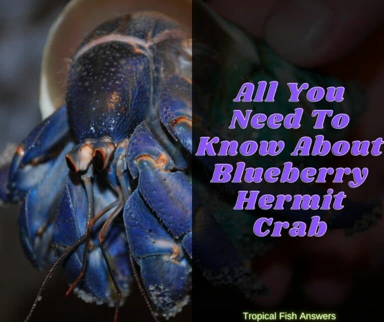 All You Need To Know About Blueberry Hermit Crab (Coenobita Purpureus ...