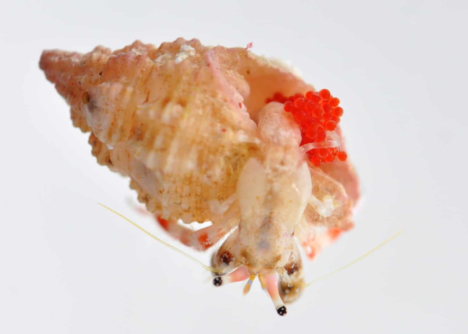 Do Hermit Crabs Lay Eggs: Insights into the Egg-Laying Process of Hermit Crabs - TROPICAL FISH ...