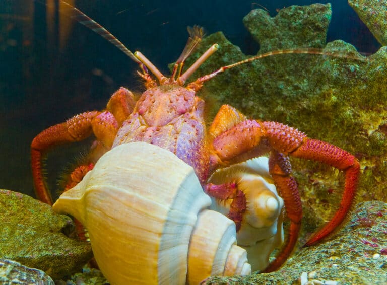 Hermit Crab Giant: Life Cycle, Habitat & Feeding - TROPICAL FISH ANSWERS