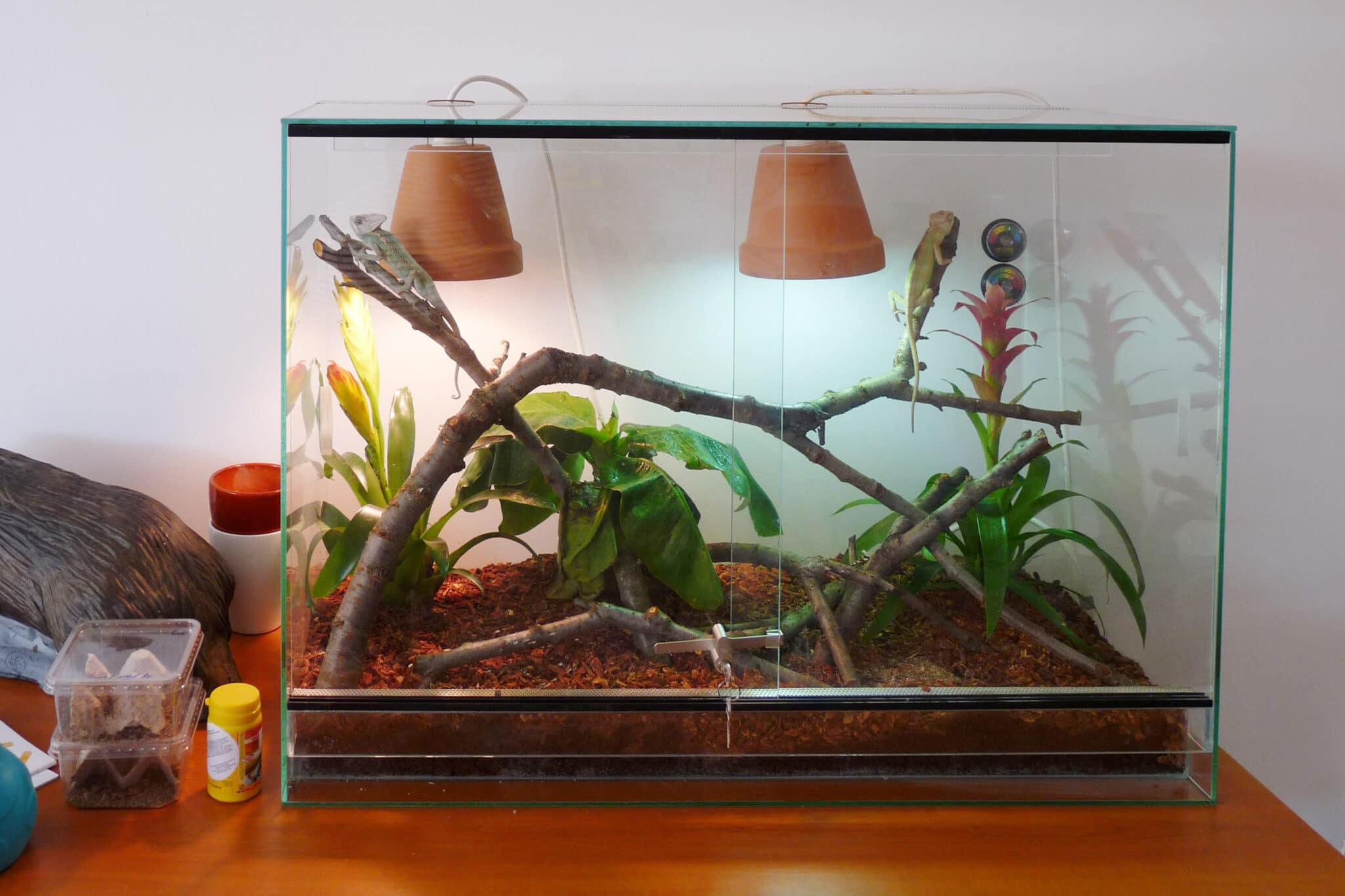 Some Useful Tips On Hermit Crab Tank Setup - TROPICAL FISH ANSWERS