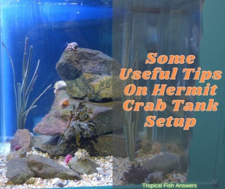 Some Useful Tips On Hermit Crab Tank Setup - TROPICAL FISH ANSWERS