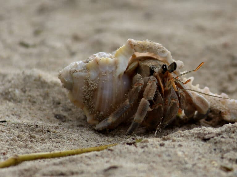 Hermit Crab Without Its Shell - TROPICAL FISH ANSWERS
