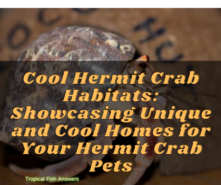 Cool Hermit Crab Habitats - TROPICAL FISH ANSWERS