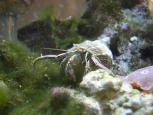 Hermit Crab Essay Examples - TROPICAL FISH ANSWERS