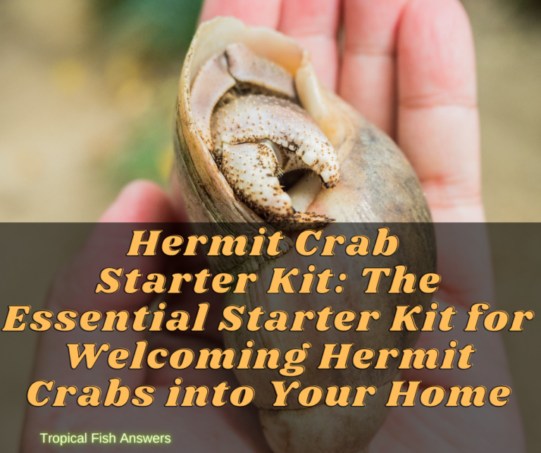 Hermit Crab Starter Kit - TROPICAL FISH ANSWERS