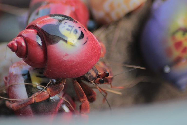 Hermit Crab Color: Exploring the Vibrant Colors Displayed by Hermit ...