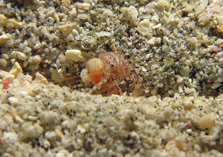 How Do Hermit Crabs Mate - TROPICAL FISH ANSWERS