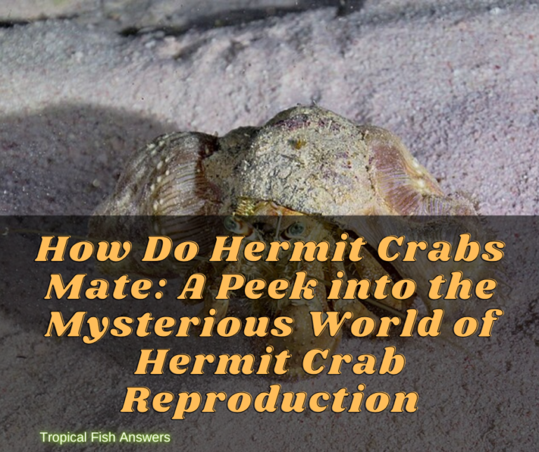 How Do Hermit Crabs Mate - TROPICAL FISH ANSWERS