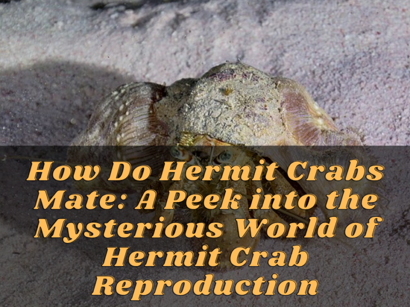 How Do Hermit Crabs Poop - TROPICAL FISH ANSWERS