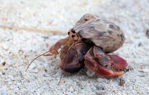 Hermit Crab Without Its Shell - TROPICAL FISH ANSWERS