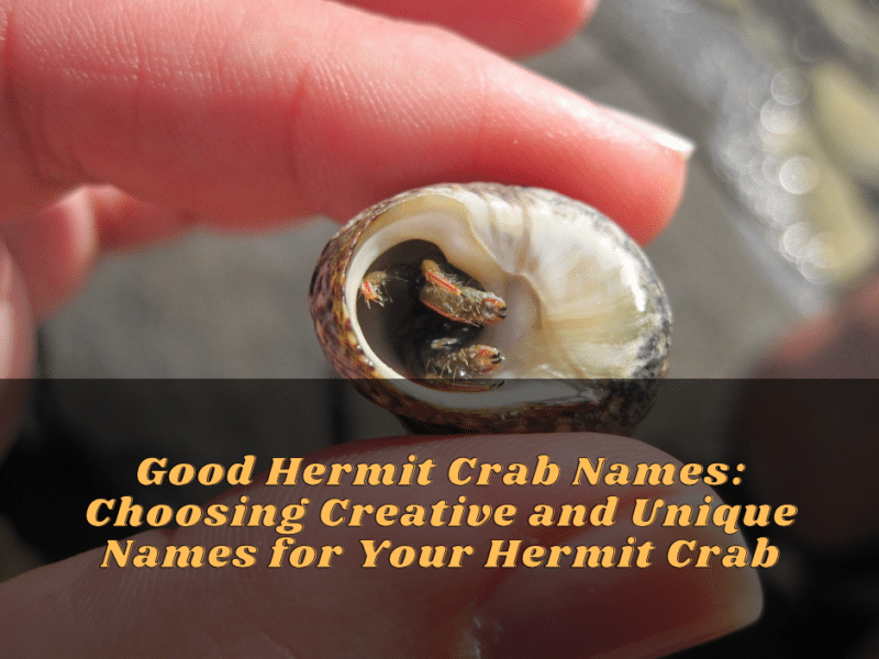 Molting Hermit Crab vs Dead - TROPICAL FISH ANSWERS